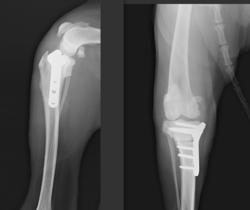 TPLO(Tibial Plateau Leveling Osteotomy) | ふく動物病院